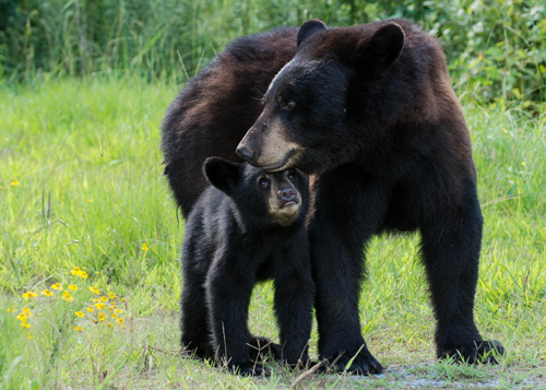 Black Bears in Connecticut, Friends of Topsmead State Forest, www ...