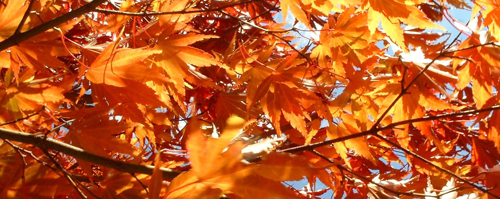 Harvest Festivals 2019, Guide to Autumn in the Berkshires | Berkshire Style