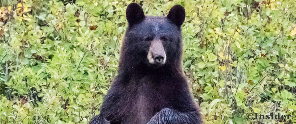 Black Bears in Connecticut, Friends of Topsmead State Forest, www ...
