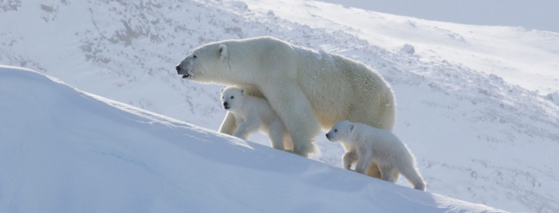 Polar Bear Run - 39th annual Lake Waramaug Polar Bear Run - https://www ...