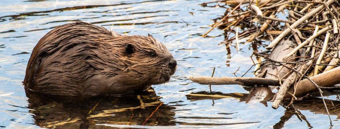 Beaver Behavior Explored in Walk - Great Mountain Forest - Ginny Apple ...