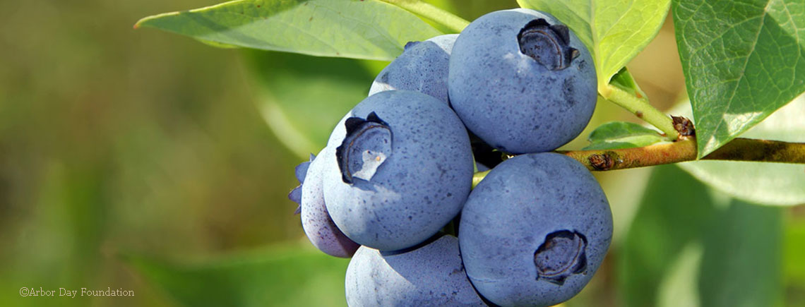 Summer Berkshire Favorite - Blueberries - Local farms to gather your ...
