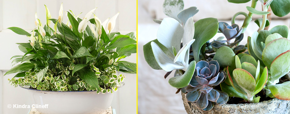 Tovah Martin Houseplants - Book The Indestructible Houseplant ...