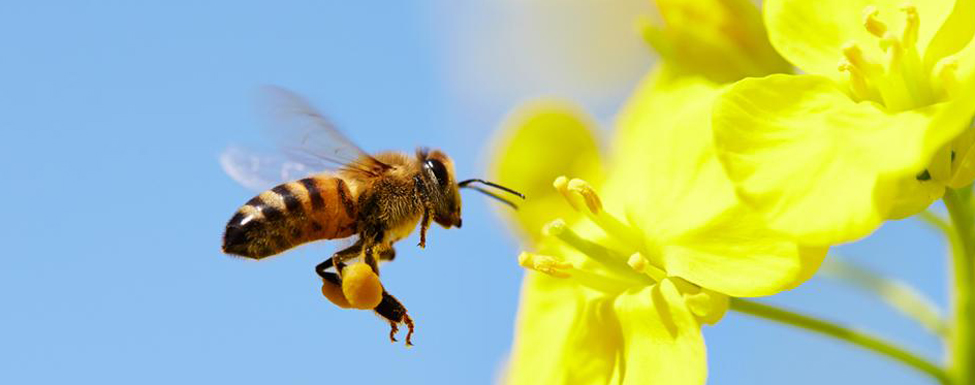 Clark Museum, Bee Habitats, Pollination Program, www.clarkart.edu/BUZZ ...